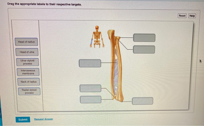 Solved Drag the appropriate labels to their respective | Chegg.com