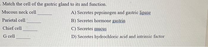 Solved Match the cell of the gastric gland to its and | Chegg.com