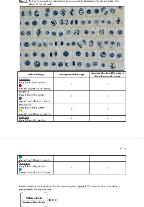 Solved using the color provided, identity the cell cycle | Chegg.com