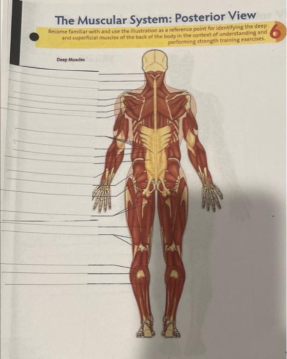 Solved The Muscular System: Posterior View Become familiar | Chegg.com