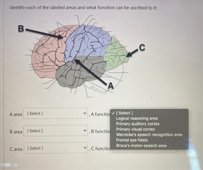 Solved Identify each of the labeled areas and what function | Chegg.com