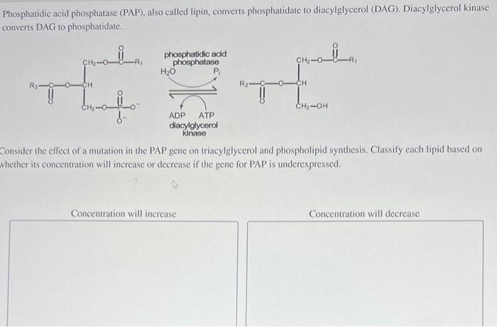Solved Phosphatidic acid phosphatase (PAP), also called | Chegg.com