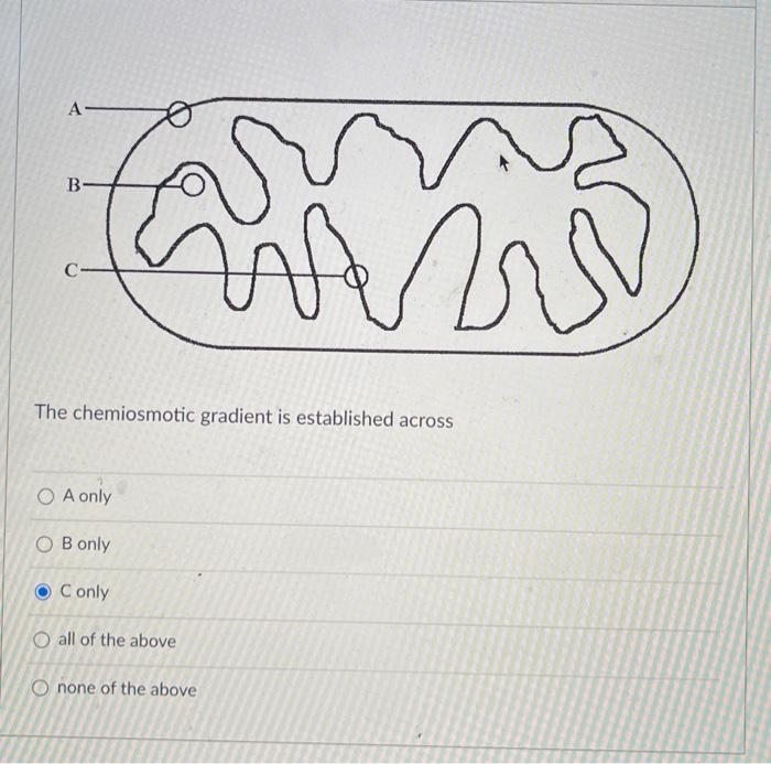 Solved The chemiosmotic gradient is established across A | Chegg.com