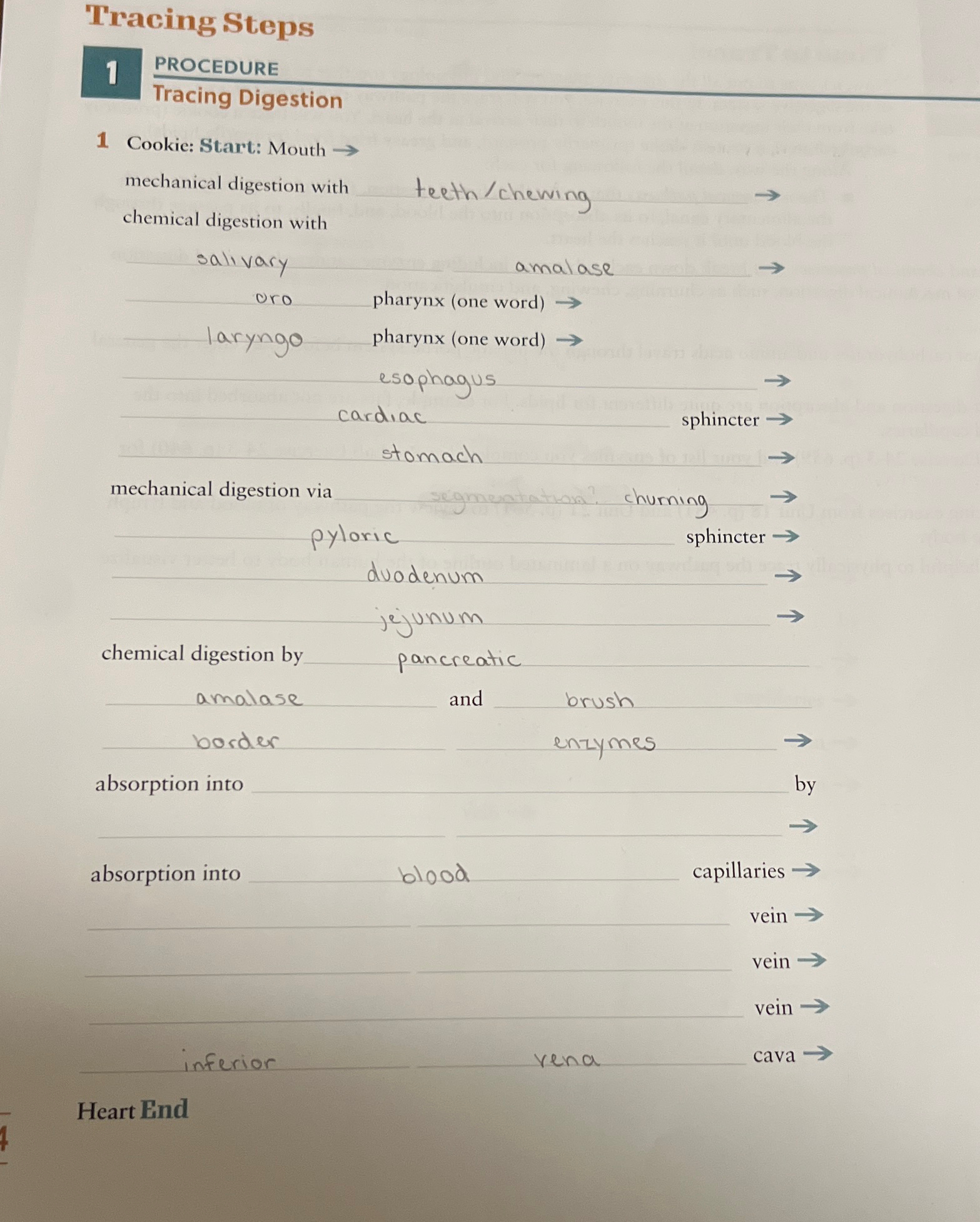 Solved Tracing StepsPROCEDURETracing Digestion1 ﻿Cookie: | Chegg.com