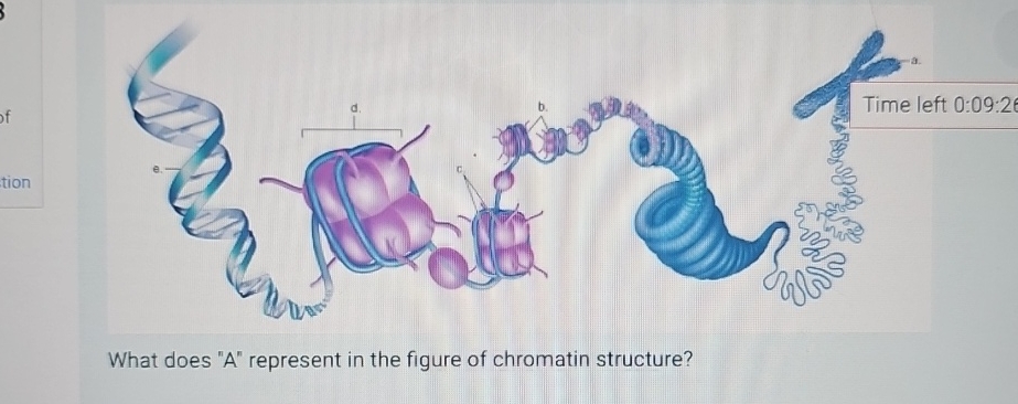 Solved What does "A" ﻿represent in the figure of chromatin | Chegg.com