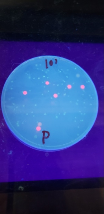 Р 1.) What is the promoter strength of the P5 | Chegg.com