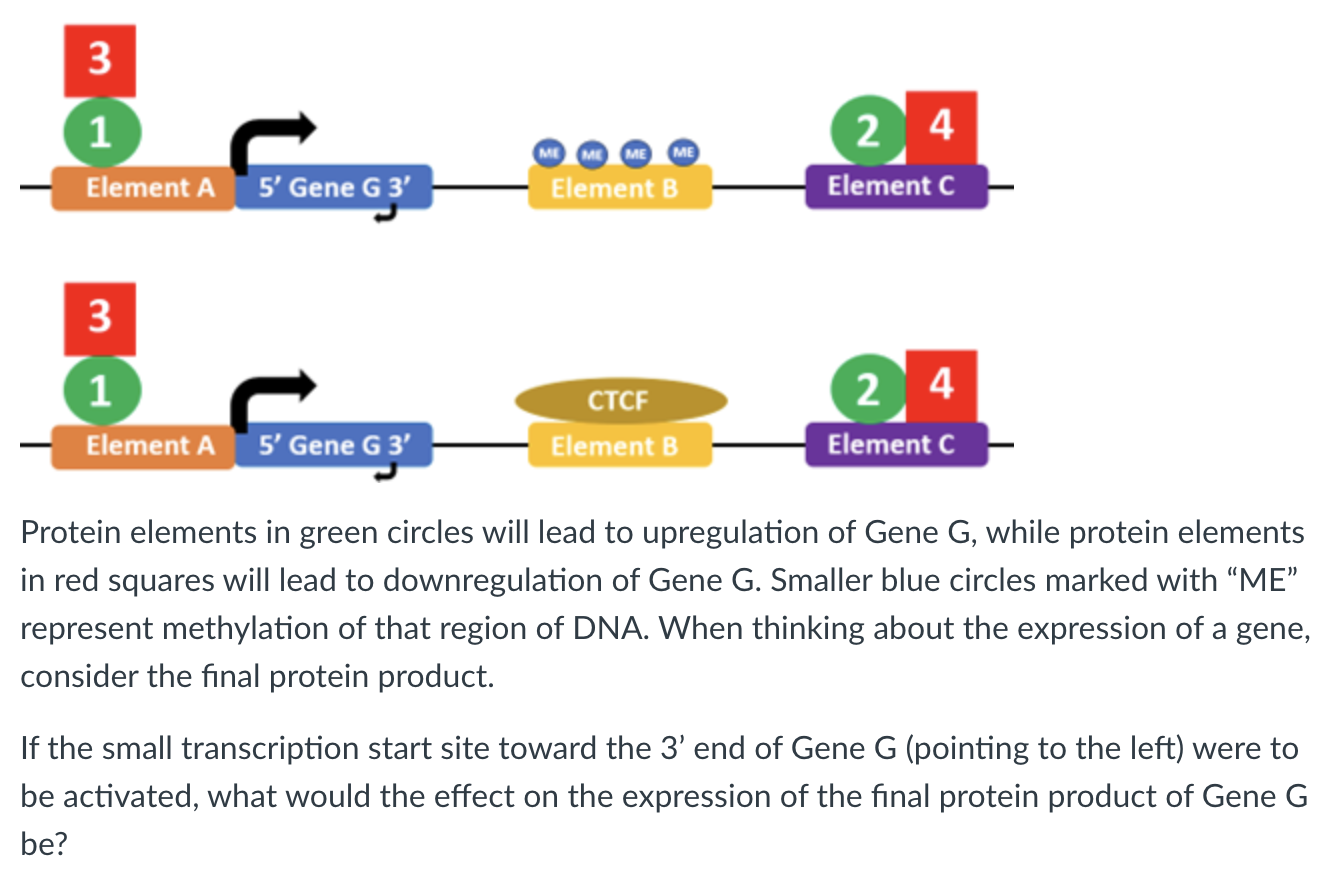 Solved Protein elements in green circles will lead to | Chegg.com