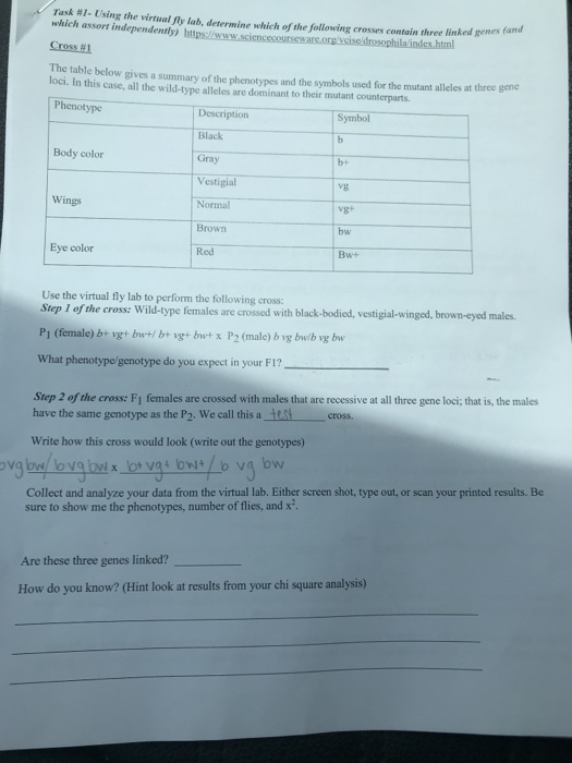 Tusk #l- Using the virtual fly lab, determine which | Chegg.com