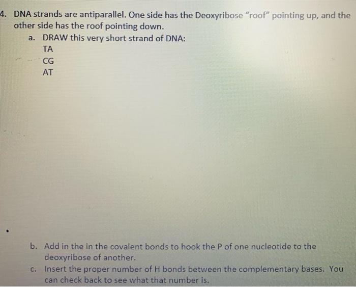 Solved 4. DNA strands are antiparallel. One side has the | Chegg.com
