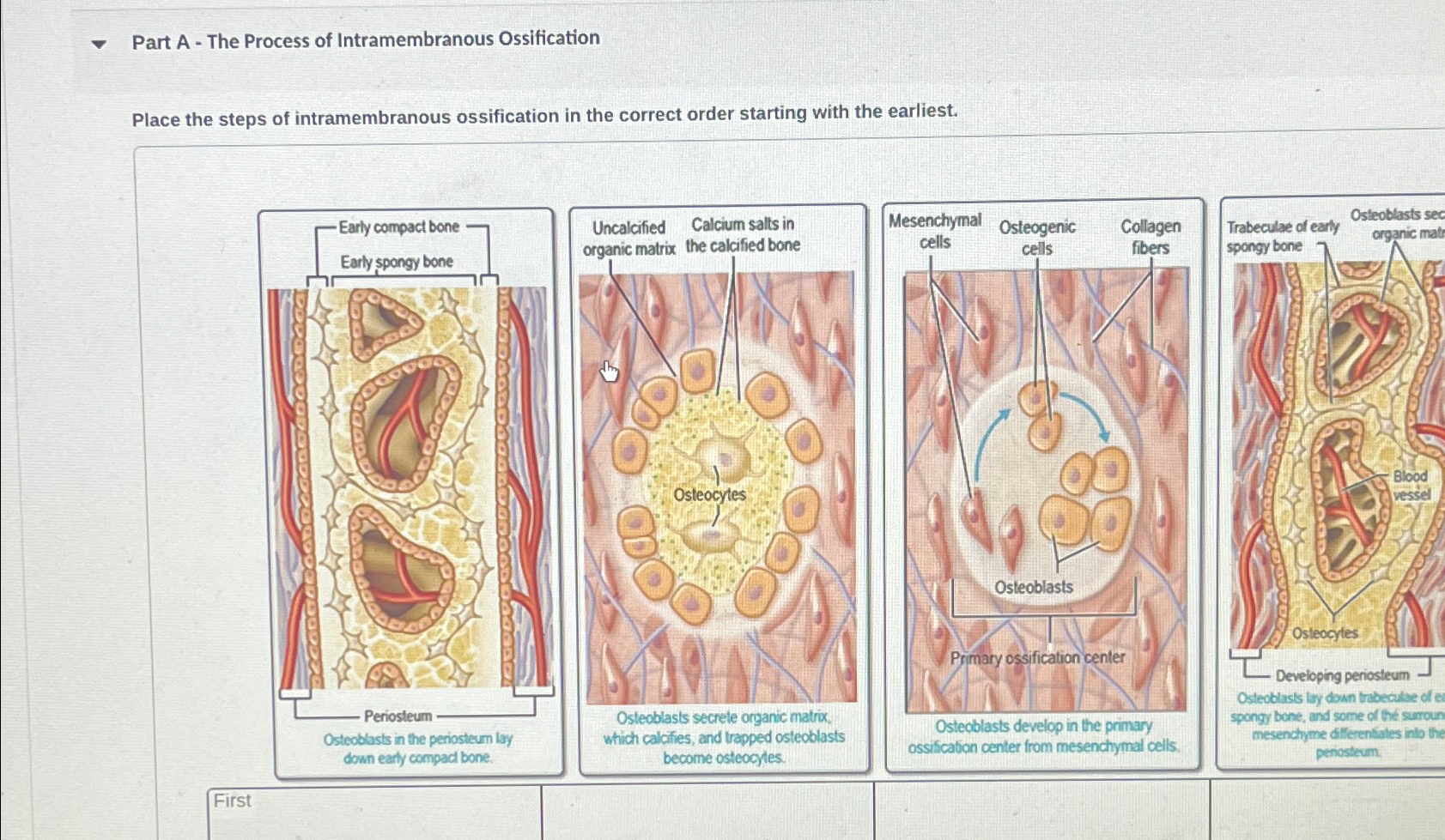 Solved Part A - ﻿The Process of Intramembranous | Chegg.com