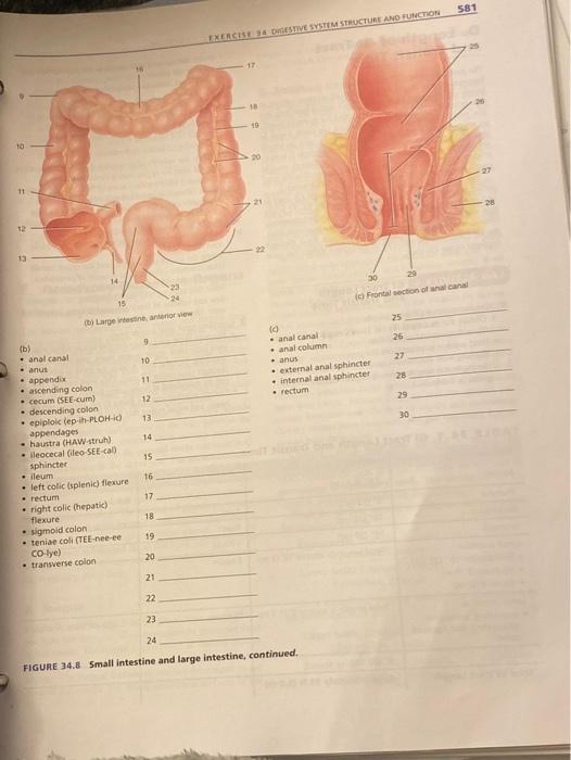 Solved LAB ACTIVITY 5 Small and Large Intestines 1 Identify | Chegg.com