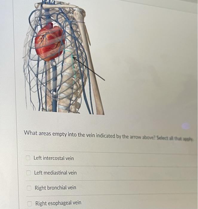 Solved What areas empty into the vein indicated by the arrow | Chegg.com
