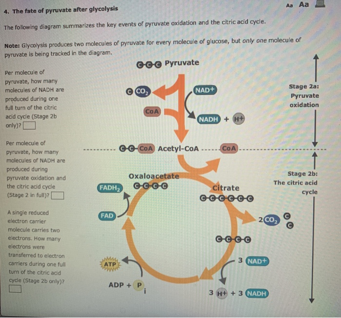 Solved Aa Aa 4. The fate of pyruvate after glycolysis The | Chegg.com