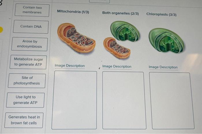 Solved Contain two membranes Contain DNA Arose by | Chegg.com