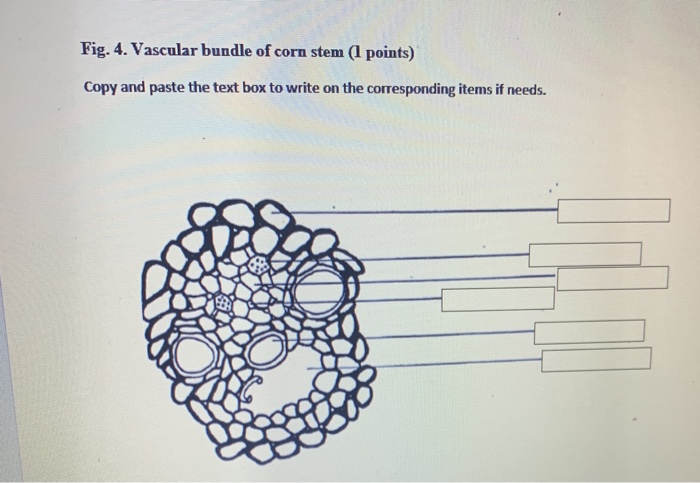 Solved Fig 4 Vascular Bundle Of Corn Stem 1 Points Copy 9719