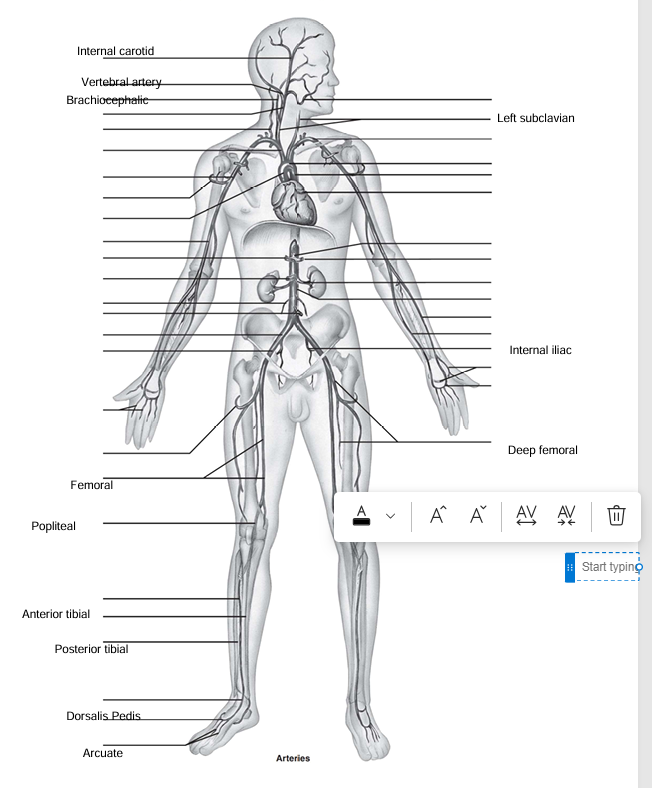 Solved Hello, can you please help me label this image? Feel | Chegg.com