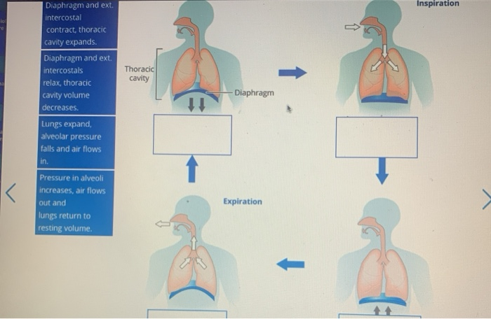 Solved Inspiration Thoracic cavity -Diaphragm 1 Diaphragm | Chegg.com