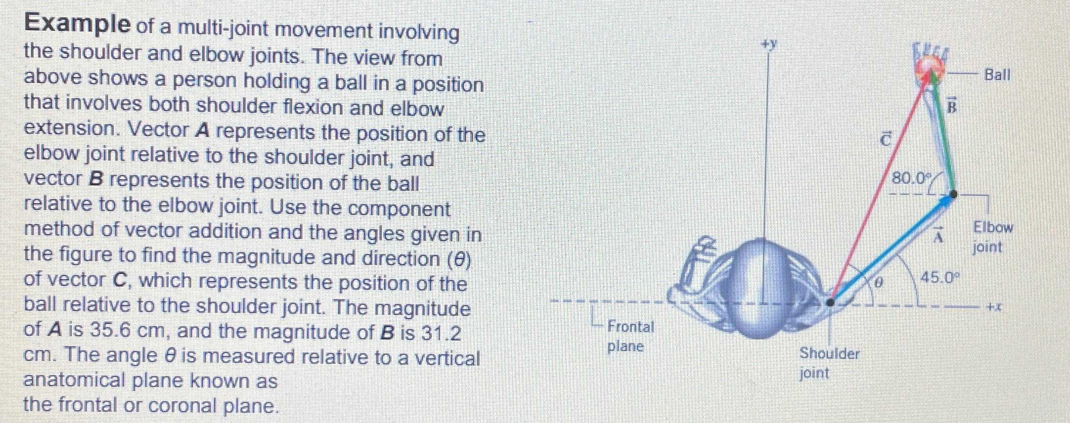 Solved Example of a multi-joint movement involving the | Chegg.com