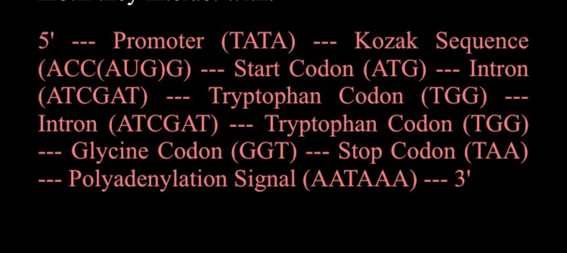 Solved 5' --- ﻿Promoter (TATA) --- ﻿Kozak Sequence | Chegg.com