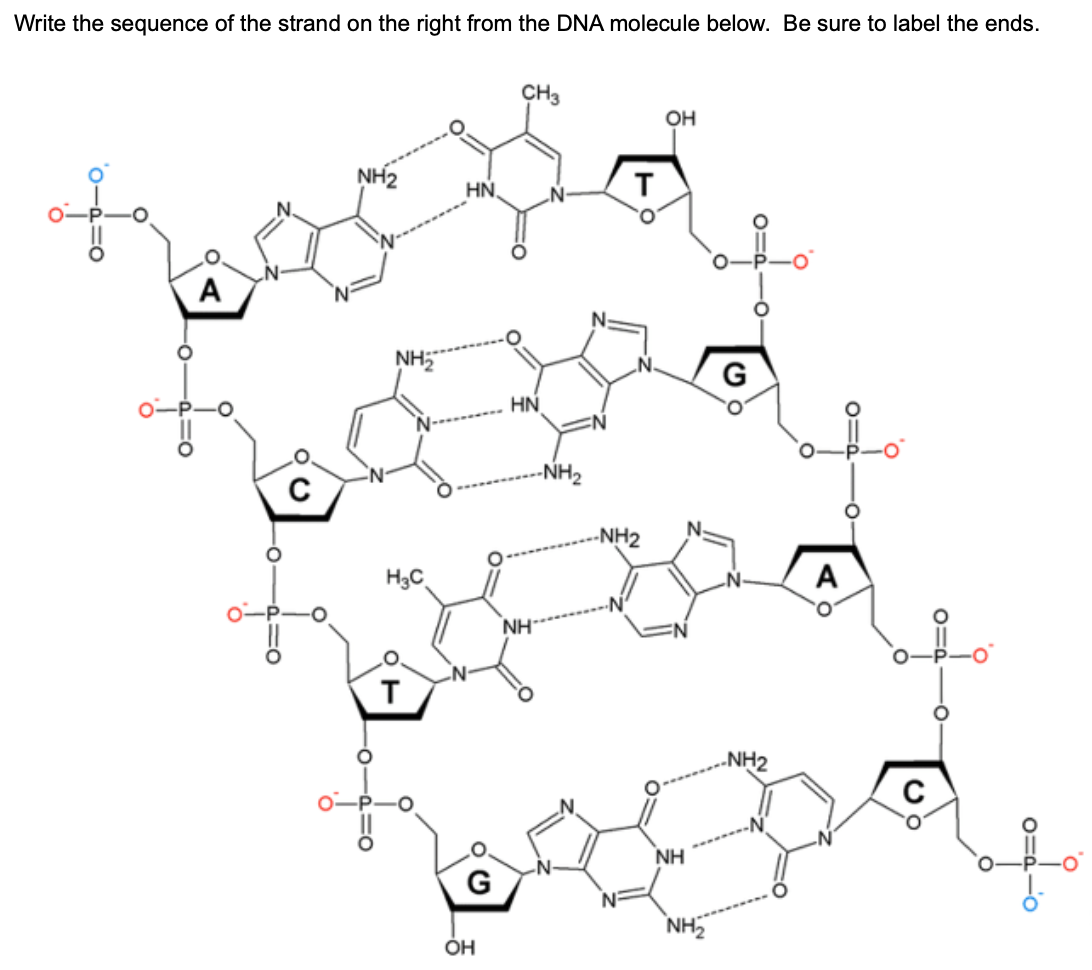 Solved consider the bacterial DNA sequence below. The Shine | Chegg.com