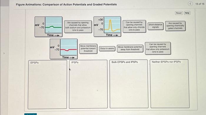 Figure Animations: Comparison of Action Potentials | Chegg.com Figure Animations: Comparison of Action Potentials | Chegg.com