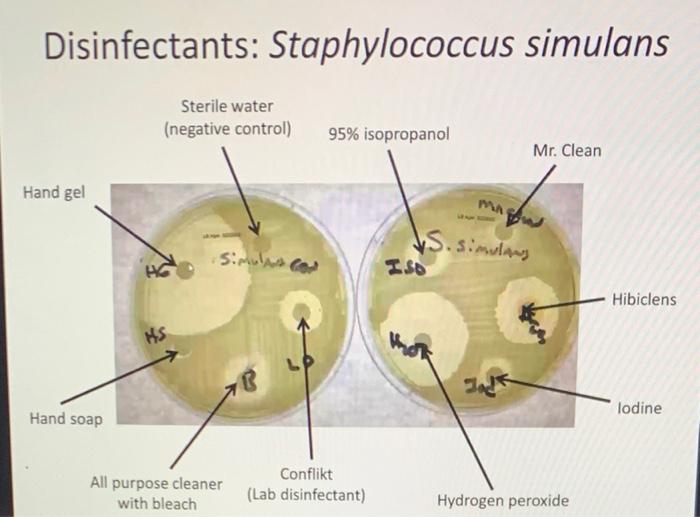 Solved Disinfectants: Staphylococcus simulans Sterile water | Chegg.com
