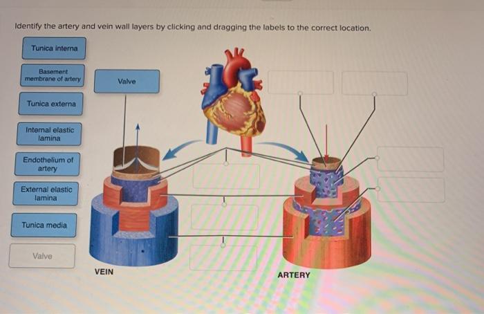 Solved Identify the artery and vein wall layers by clicking | Chegg.com