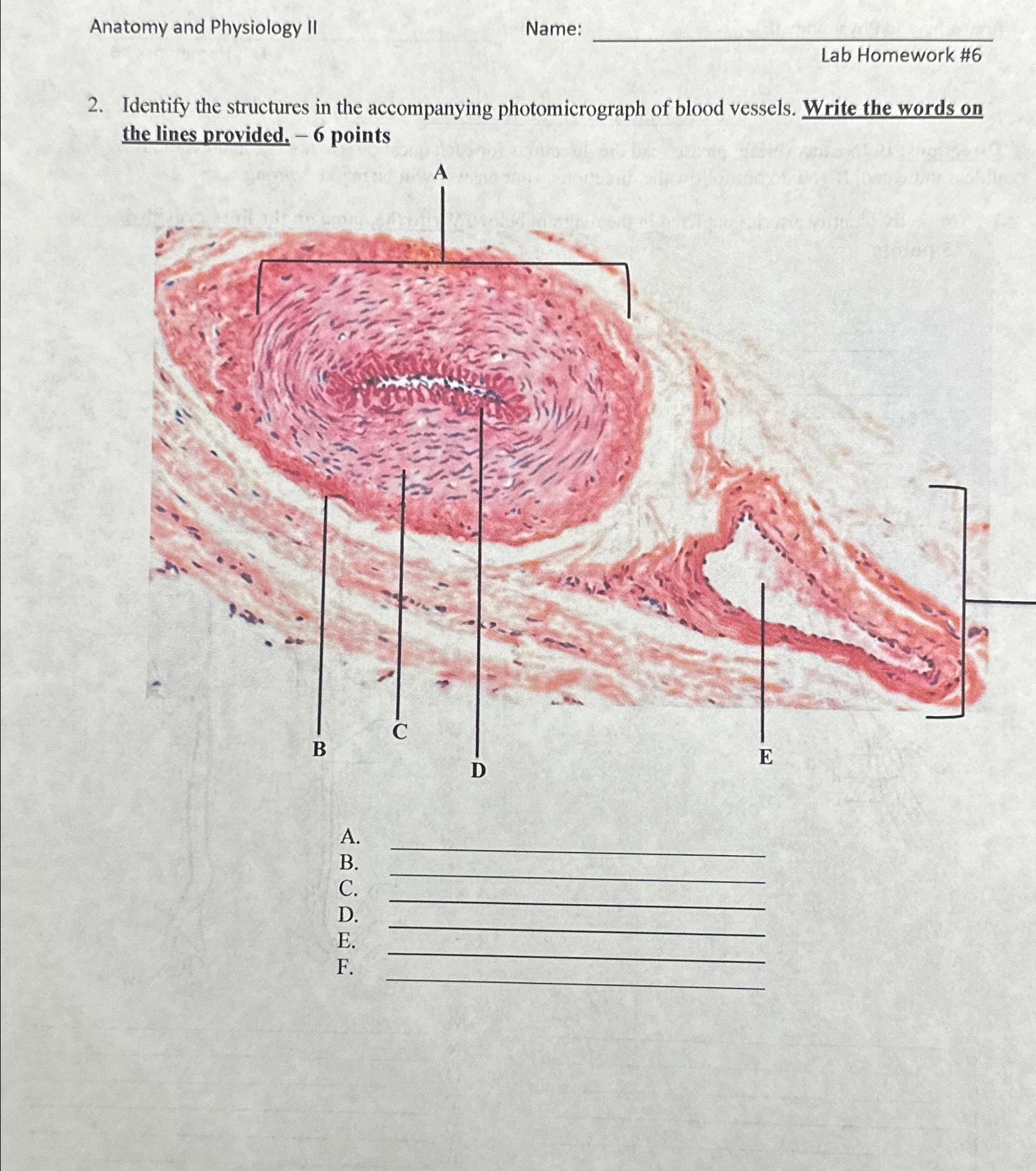 Solved Anatomy and Physiology IIName:Lab Homework #62. | Chegg.com