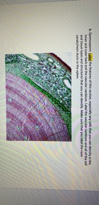 Solved b. Gymnosperm. Label the features of this section, | Chegg.com