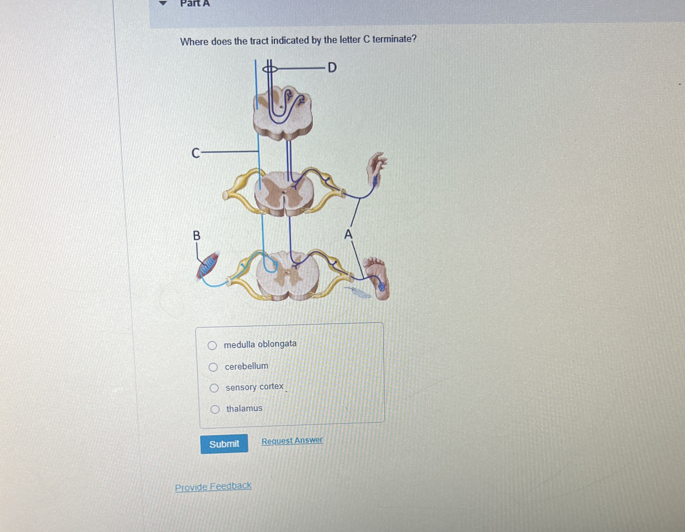 Solved by an EXPERT Part AWhere does the tract indicated by the letter C | Chegg.com