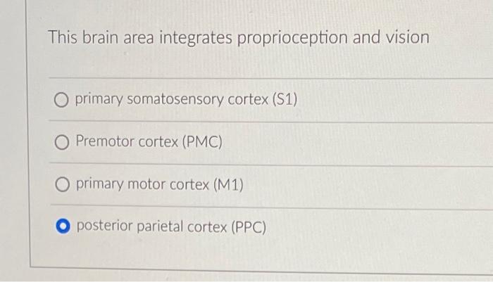 Solved This brain area integrates proprioception and vision | Chegg.com