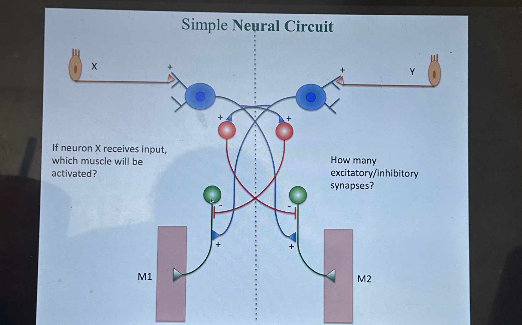 Solved Simple Neural CircuitIf neuron x ﻿receives input, | Chegg.com
