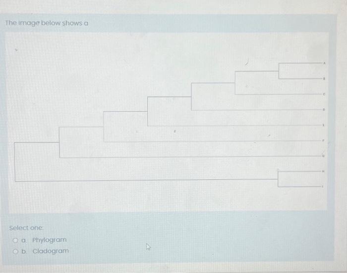 Solved The image below shows a Select one: a Phvloaram b. | Chegg.com