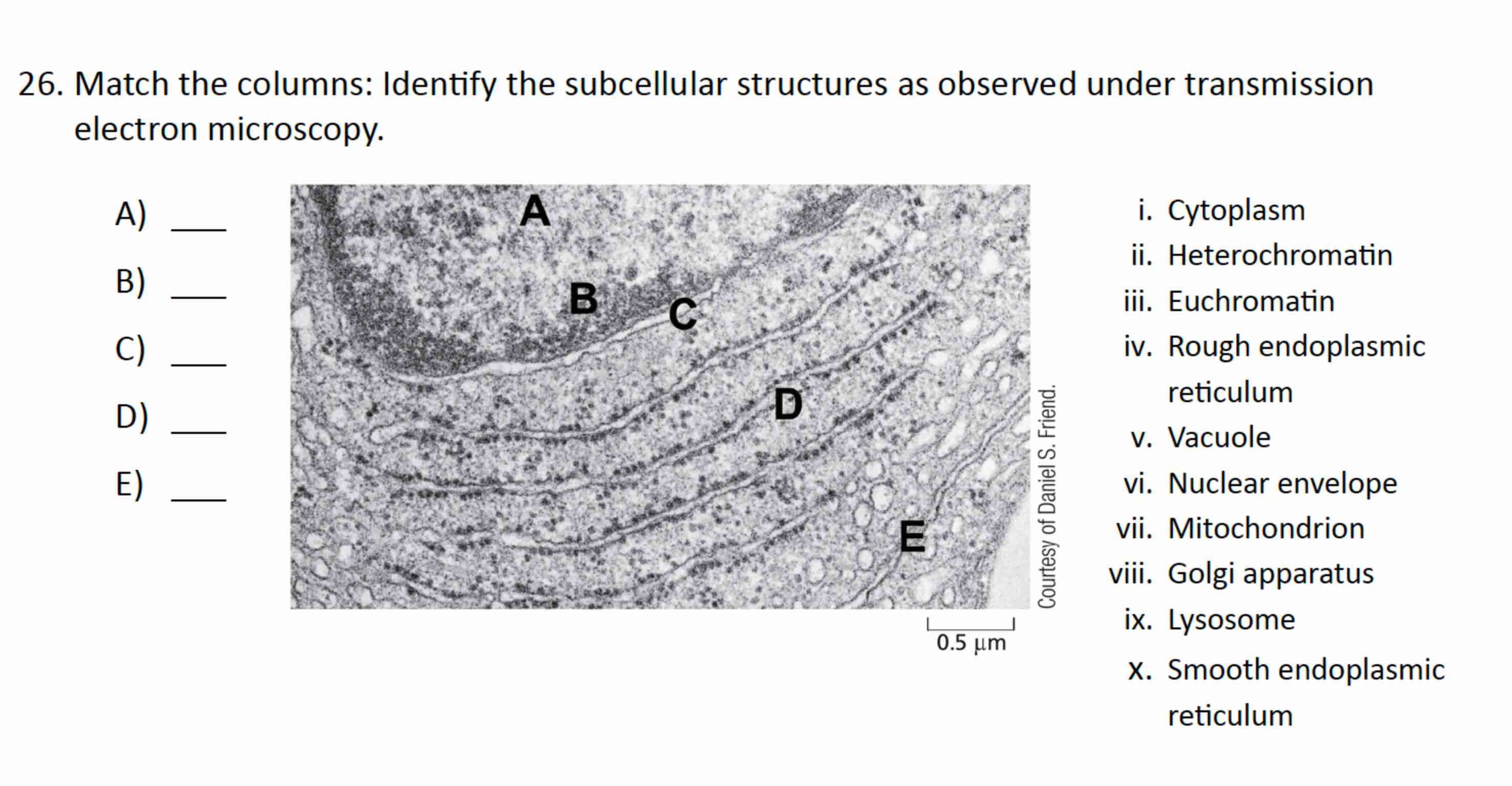 Solved Match the columns: Identify the subcellular | Chegg.com