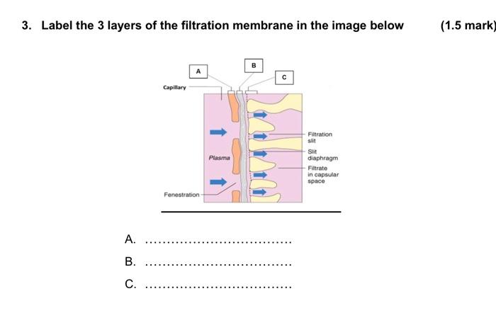 Solved 3. Label the 3 layers of the filtration membrane in | Chegg.com