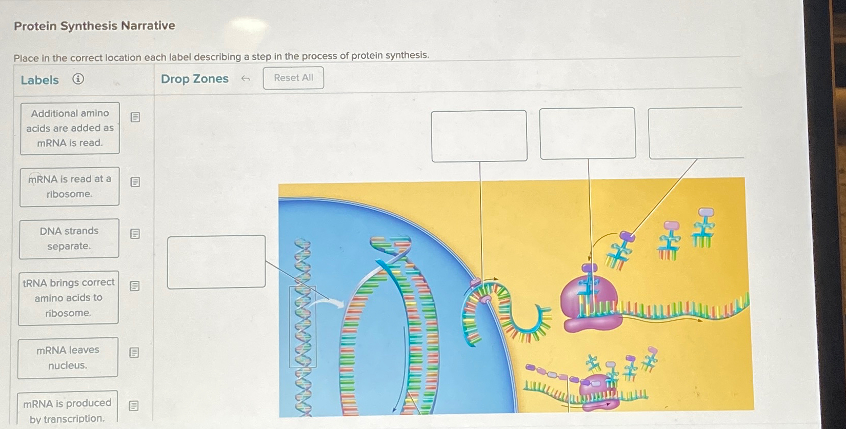 Solved Protein Synthesis NarrativePlace in the correct | Chegg.com