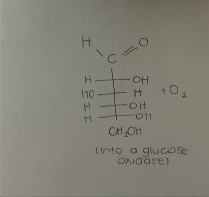 Solved (into a glucose oxidase) | Chegg.com