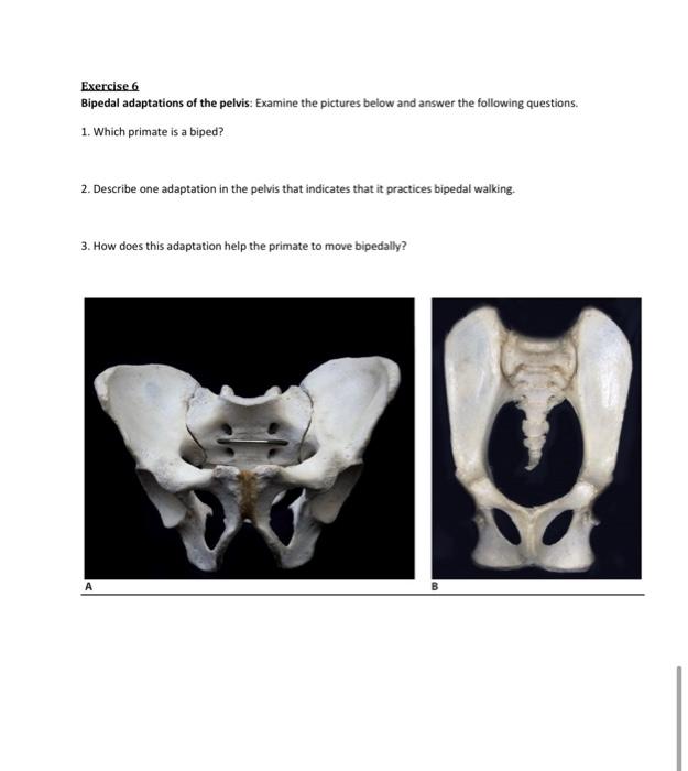 Solved Exercise 6 Bipedal adaptations of the pelvis: Examine | Chegg.com