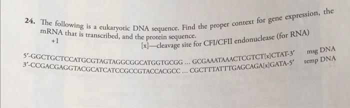 24. The following is a eukaryotic DNA sequence. Find | Chegg.com