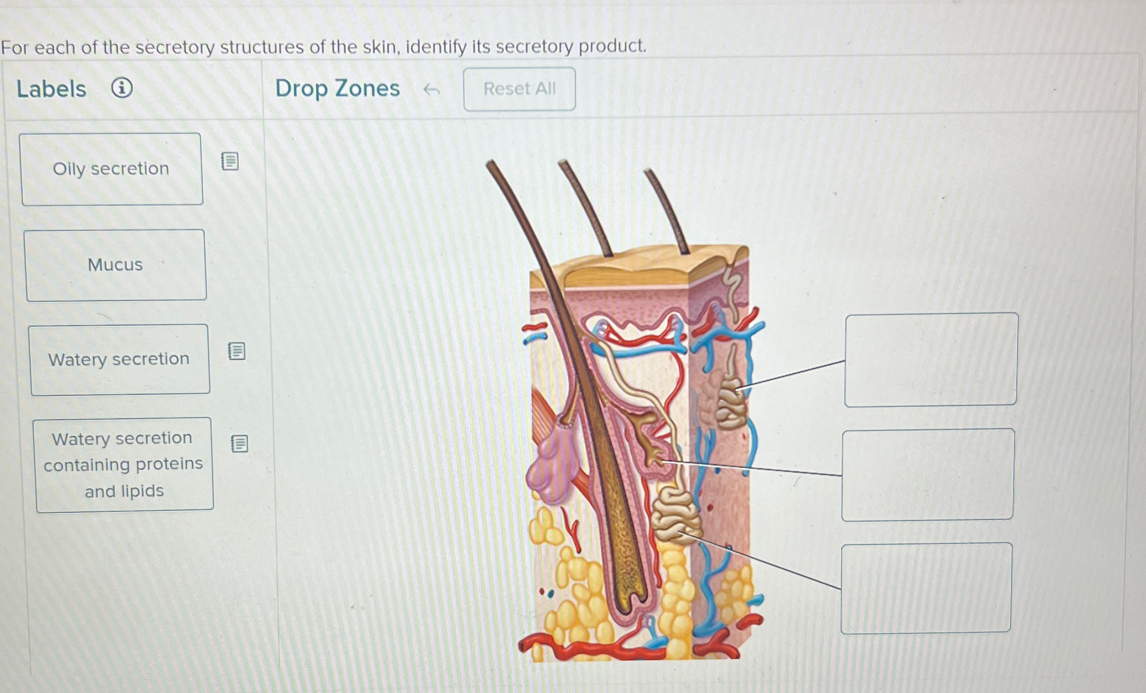 For each of the secretory structures of the skin, | Chegg.com