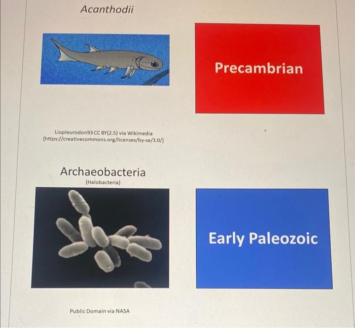 elow are 5 organisms from the Paleozoic era and | Chegg.com