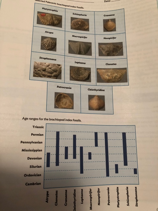 Solved TLppig Fossil Ranges (continued) Name: Section Date: | Chegg.com
