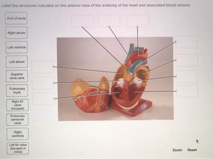 Solved Label the structures indicated on this anterior view | Chegg.com