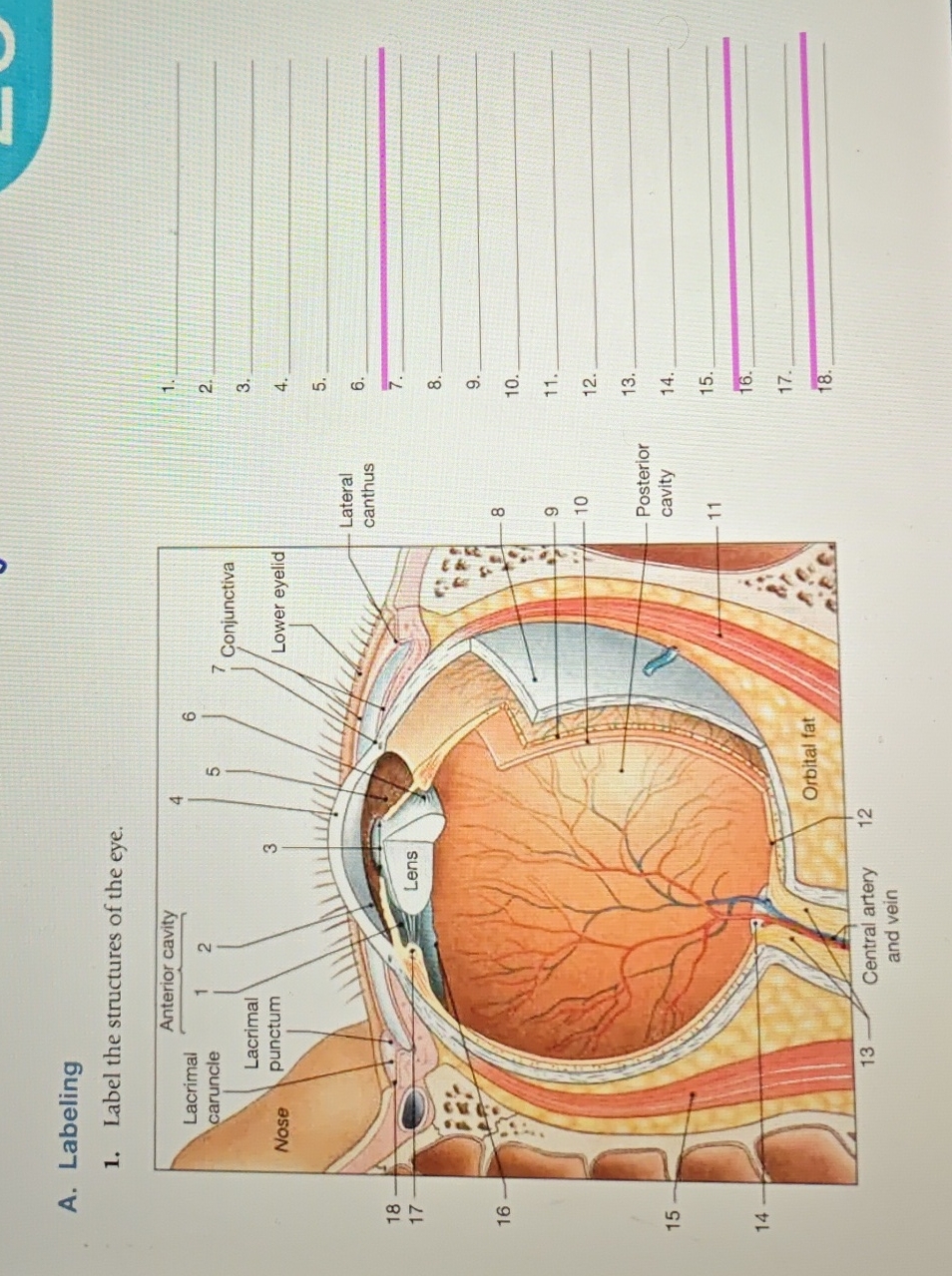 Solved A. ﻿LabelingLabel the structures of the eye. | Chegg.com