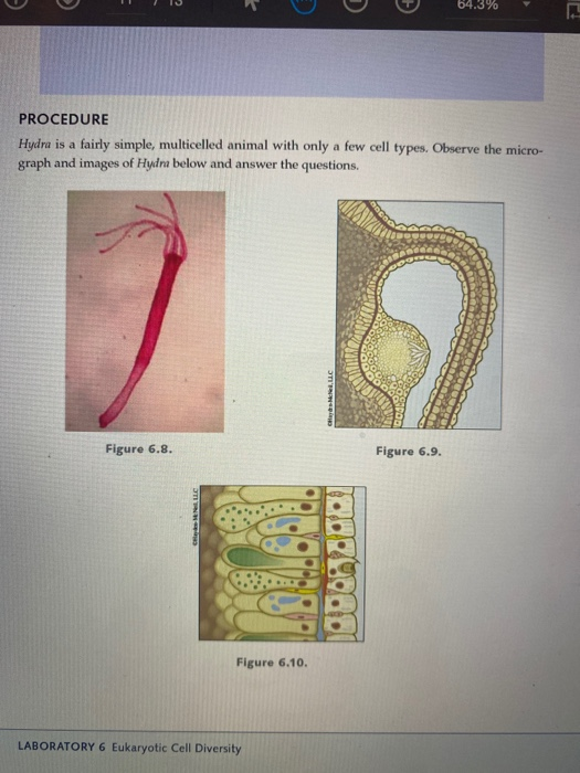Solved 64.3% PROCEDURE Hydra is a fairly simple, multicelled | Chegg.com