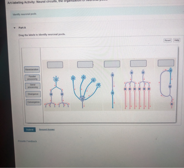 Solved Art-labeling Activity: Neural circuits, the organi | Chegg.com