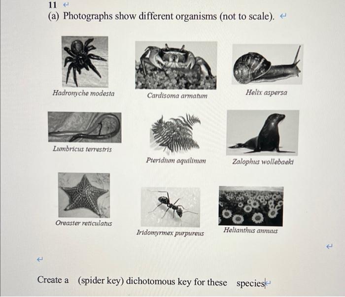 Solved 11 € (a) Photographs show different organisms (not to | Chegg.com