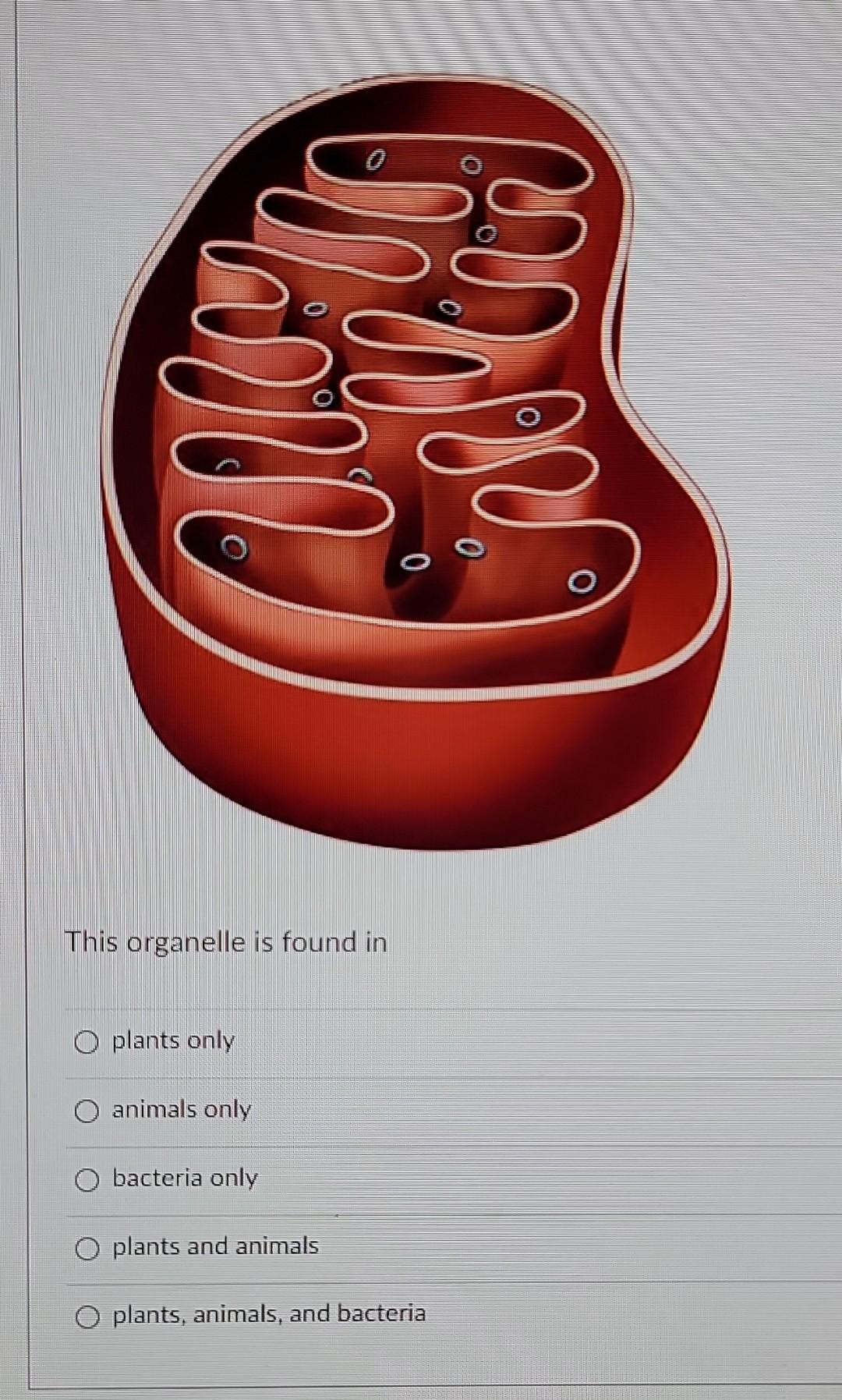 Solved This organelle is found in plants only animals only | Chegg.com
