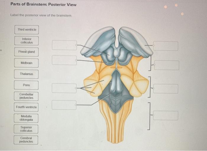 Solved Parts of Brainstem: Posterior View Label the | Chegg.com Solved Parts of Brainstem: Posterior View Label the | Chegg.com
