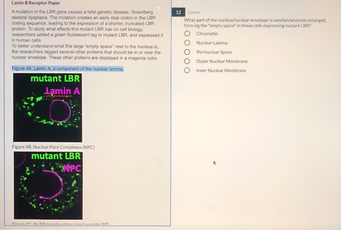 Solved 12 1 point Lamin B Receptor Paper A mutation in the | Chegg.com